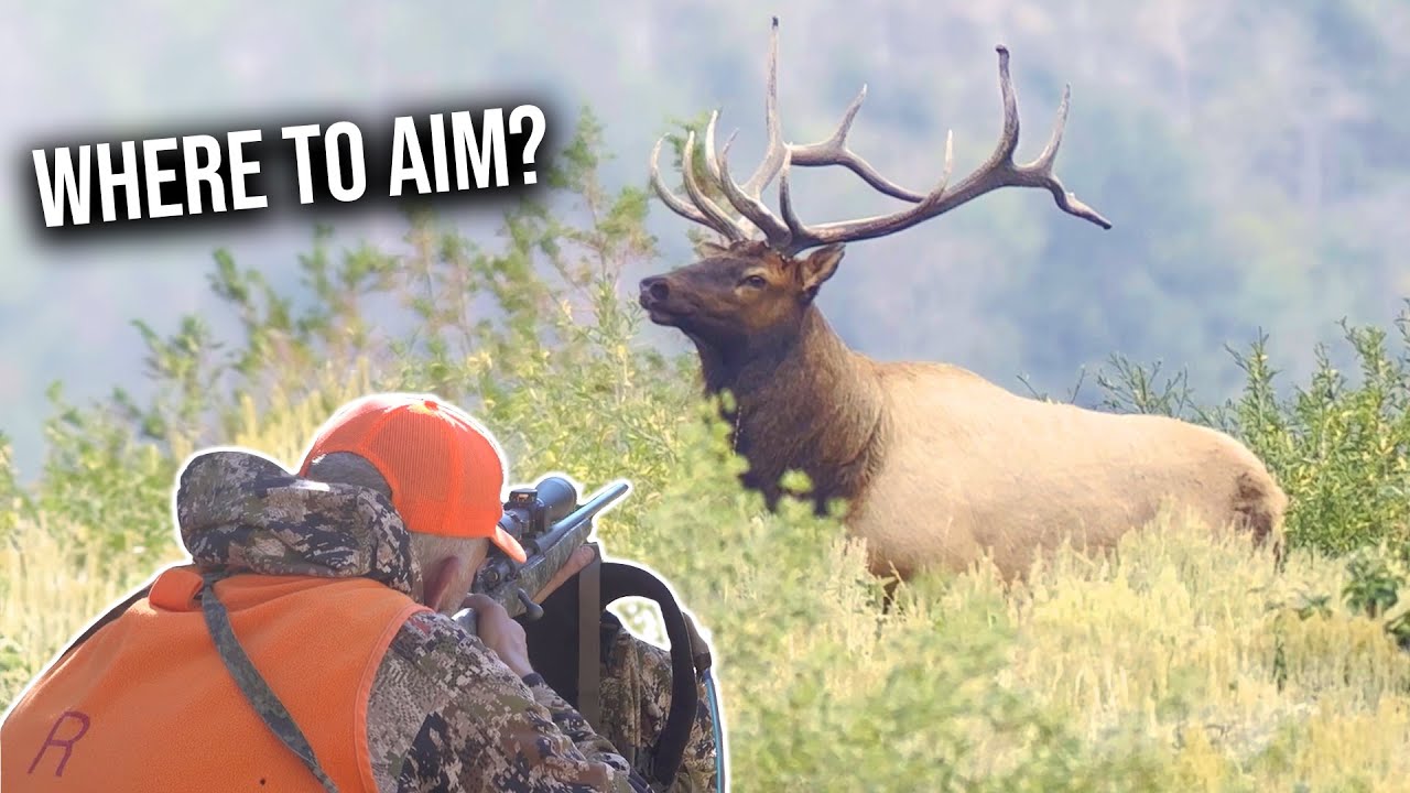 Understanding Shot Placement – We Love The Outdoors